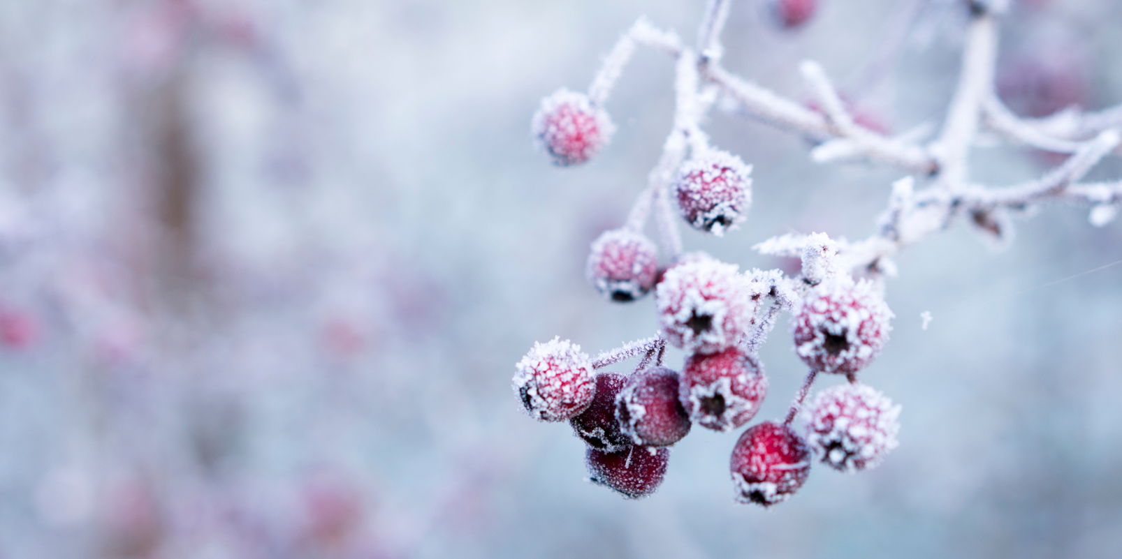 10 Great Winter Backgrounds For the Website | Weblium